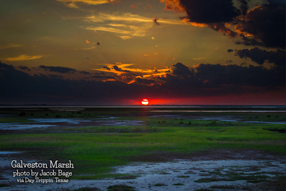 The Marsh in Galveston – Day Trippin' Texas